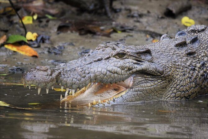 Ultimate Daintree Rainforest Wildlife Experience Cruise - Deep Dive into the Experience