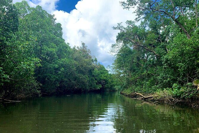 Ultimate Daintree Rainforest Wildlife Experience Cruise - Who Should Consider This Tour?