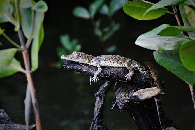 Ultimate Daintree Rainforest Wildlife Experience Cruise - Frequently Asked Questions