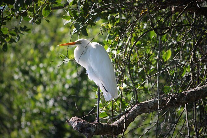 Ultimate Daintree Rainforest Wildlife Experience Cruise - Final Thoughts