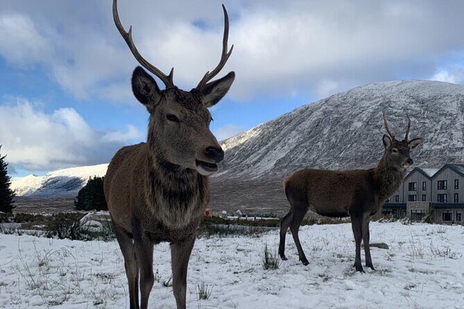 Ultimate Day tour Edinburgh: Glencoe, Highland Cows, Loch Lomond - Why This Tour Stands Out