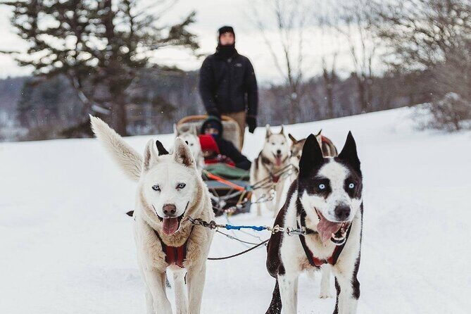 Ultimate Dog Sledding Tour - Day trip from Ottawa & Gatineau - Itinerary Breakdown: From Sled Dogs to Waterfalls