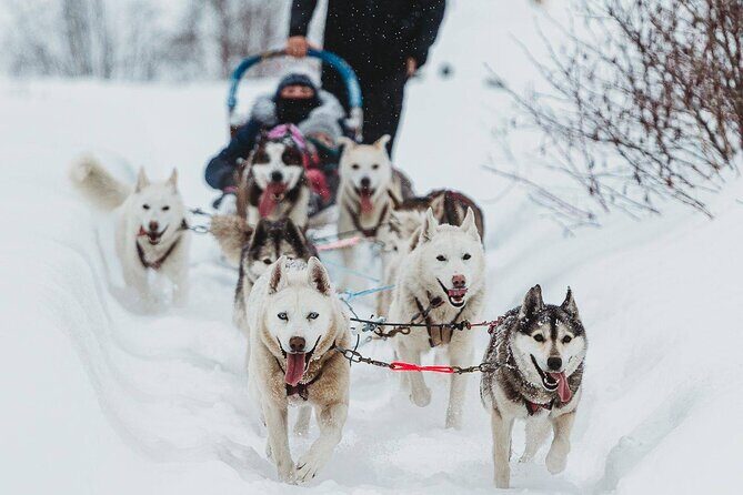 Ultimate Dog Sledding Tour - Day trip from Ottawa & Gatineau - Group Size & Personal Touch
