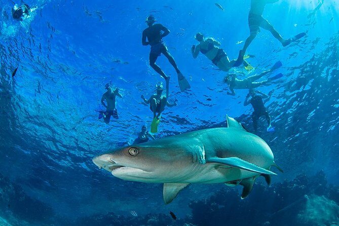 Ultimate Encounter Snorkel with Sharks in Fiji - Value and Cost Analysis