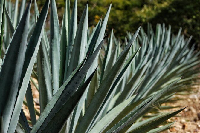 Ultimate Hierve el Agua Hike + Mezcal - The Mezcal Experience: Distilling Tradition