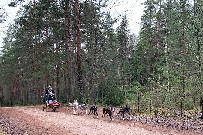 Ultimate Husky dog sledding experience in Latvia - Private tour from Riga - Key Points