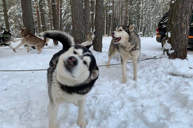 Ultimate Husky dog sledding experience in Latvia - Private tour from Riga - What to Expect on the Tour