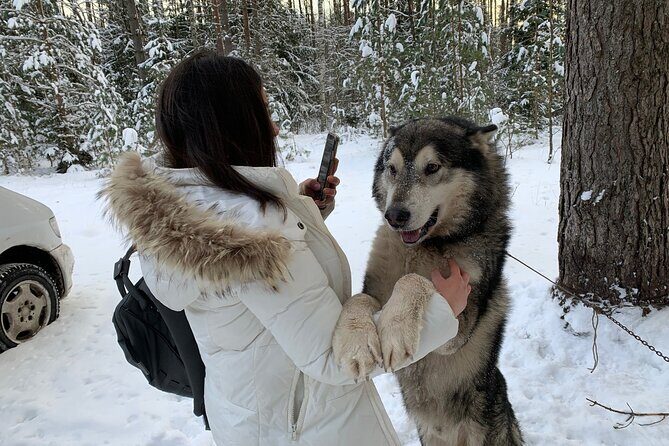 Ultimate Husky dog sledding experience in Latvia - Private tour from Riga - The Sum Up