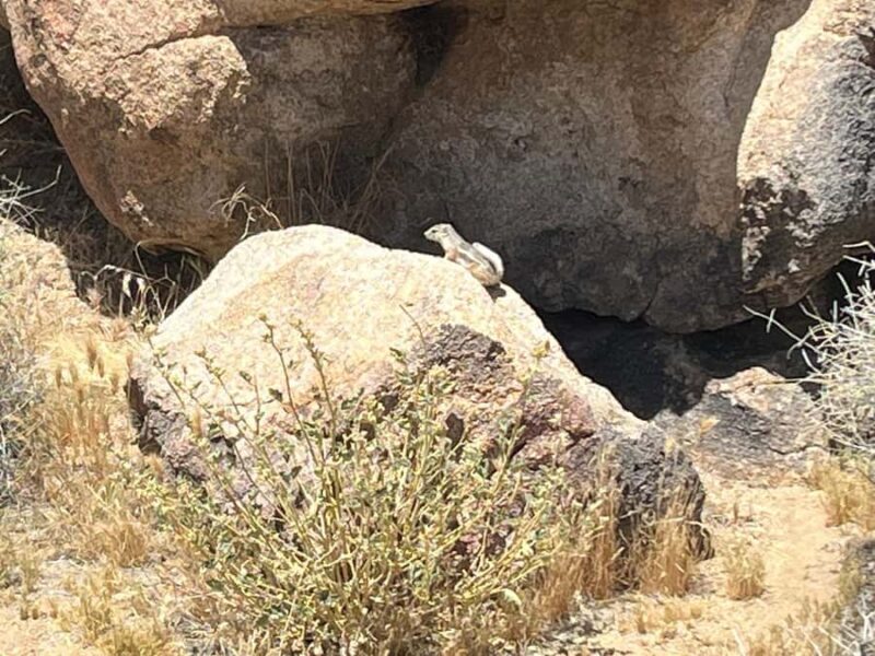 Ultimate Joshua Tree National Park Private Group Adventure - Practical Tips for the Tour