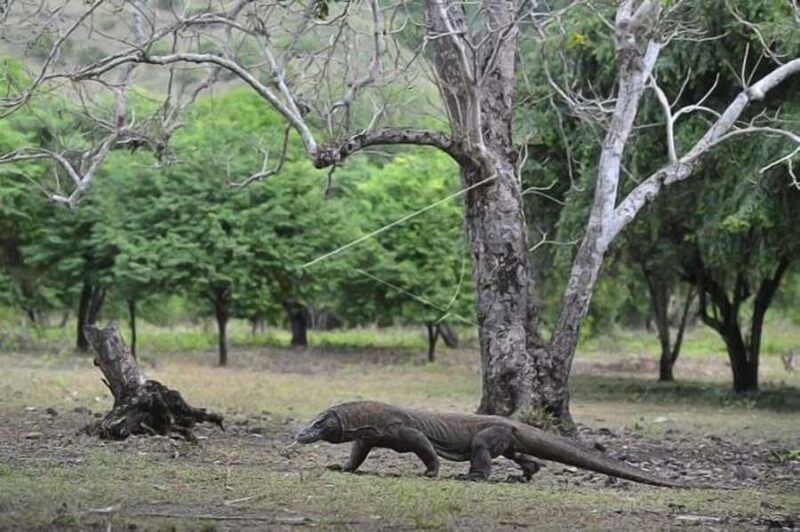 Ultimate Labuan Bajo Experience: 6 Amazing Destinations - Final Thoughts