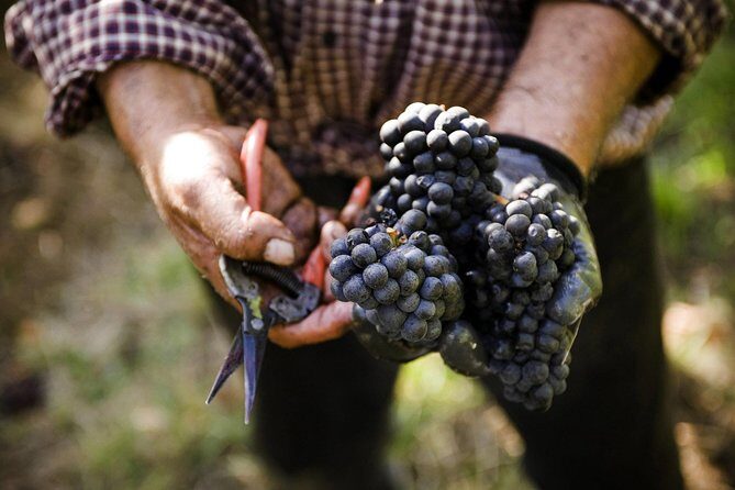 Ultimate Mornington Peninsula Food and Wine Small Group Tour - Discovering Mornington Peninsula’s Wine and Food Scene