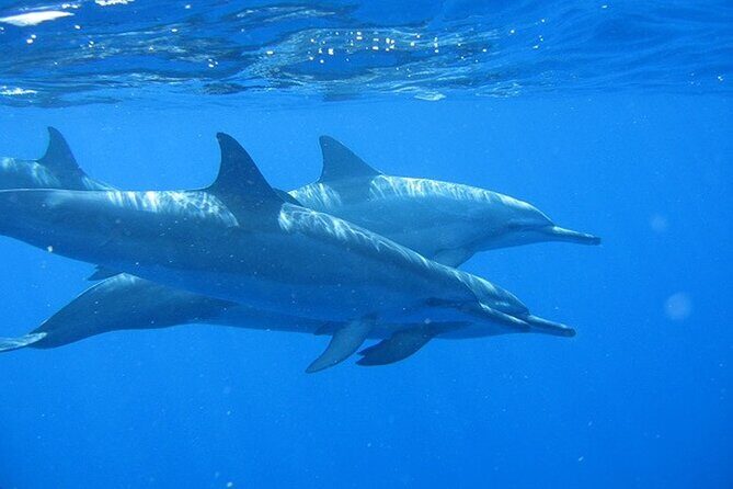 Ultimate Na Pali Coast Zodiac Boat Snorkeling and Sea Cave Tour - Setting the Scene: What to Expect on the Tour