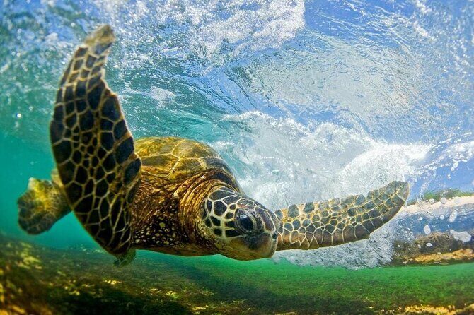 Ultimate North Shore Adventure: Full-Day Hawaiian Experience - Realistic Expectations & Practical Tips