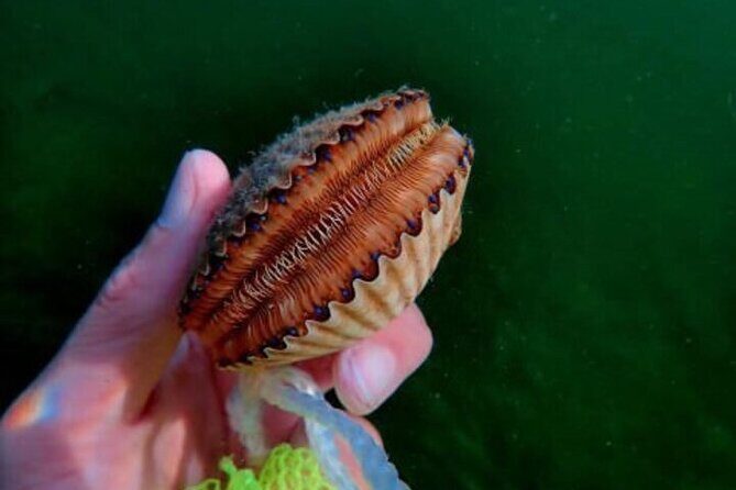 Ultimate Private Scalloping Adventure in Crystal River - What’s Included and What’s Not