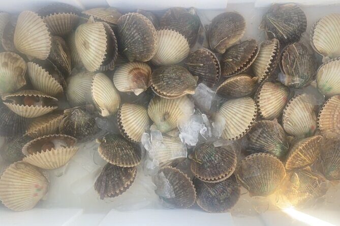 Ultimate Private Scalloping Adventure in Crystal River - Pricing and Value