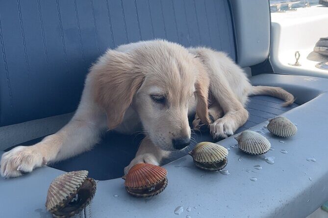 Ultimate Private Scalloping Adventure in Crystal River - The Sum Up
