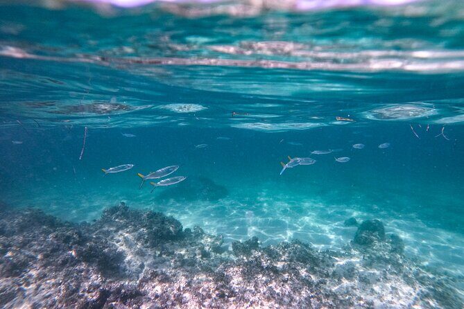 Ultimate Punta Cana Party: Snorkeling, Open Bar & Fun - Who Should Book This Tour?