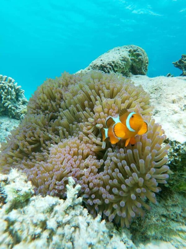 Ultimate Snorkeling Escape to the Wonders of Gili Island - FAQ