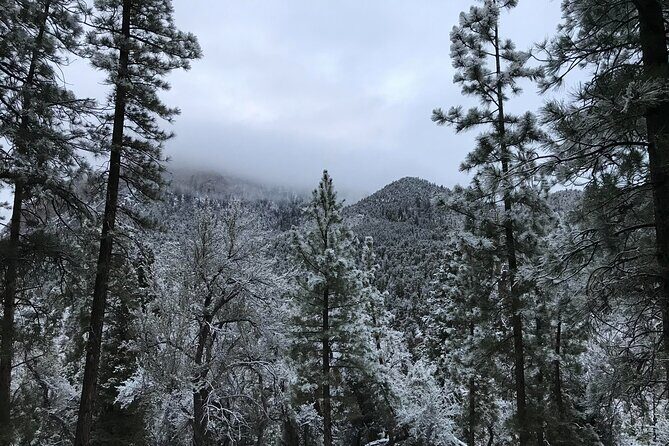 Ultimate Snowplay Adventure at Mount Charleston - Is This Tour Worth It?