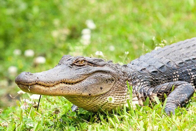 Ultimate Swamp Tour Experience with Transportation from New Orleans - The Sum Up