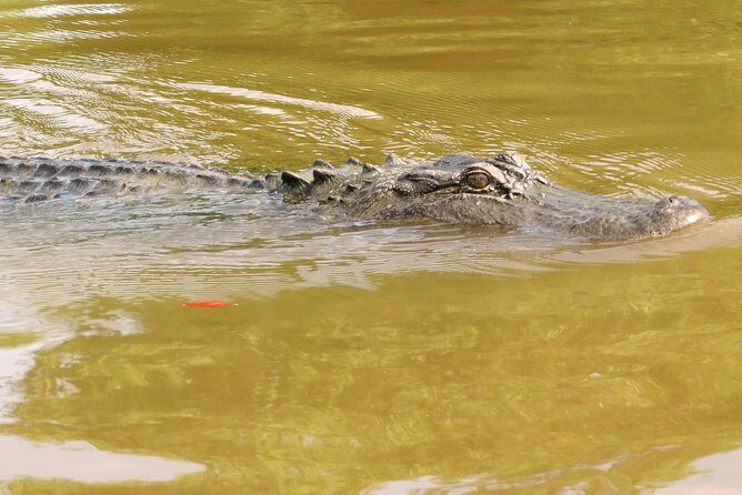 Ultimate Swamp Tour Experience with Transportation from New Orleans - Frequently Asked Questions