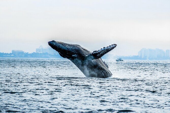 Ultimate Whale Watching Experience All-Inclusive - Pricing and Value