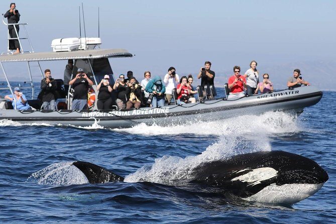 Ultimate Whale Watching Tour aboard the SuperRib: 24 People Max - A Closer Look at the Experience