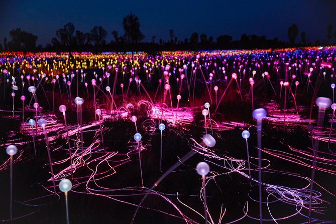 Uluru (Ayers Rock) Field of Light Sunrise Tour - Authentic Feedback from Travelers