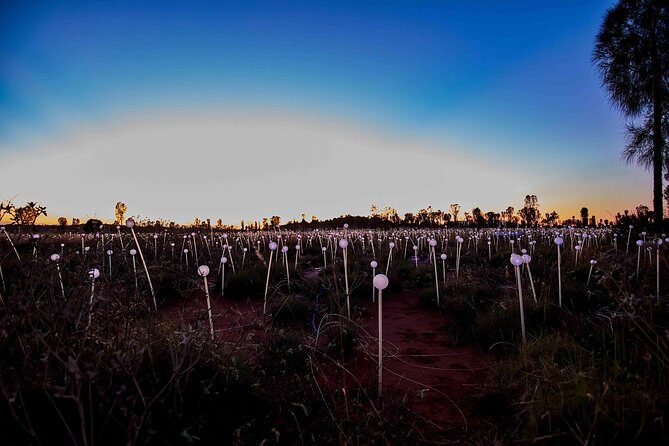 Uluru (Ayers Rock) Field of Light Sunrise Tour - Practical Details & Considerations