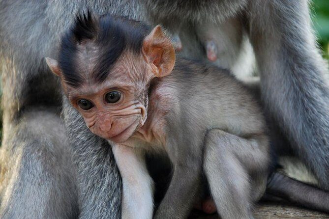 Uluwatu Temple Tour With Eat Pray and Love (EFL) Beach Visit - What Makes This Tour Stand Out?
