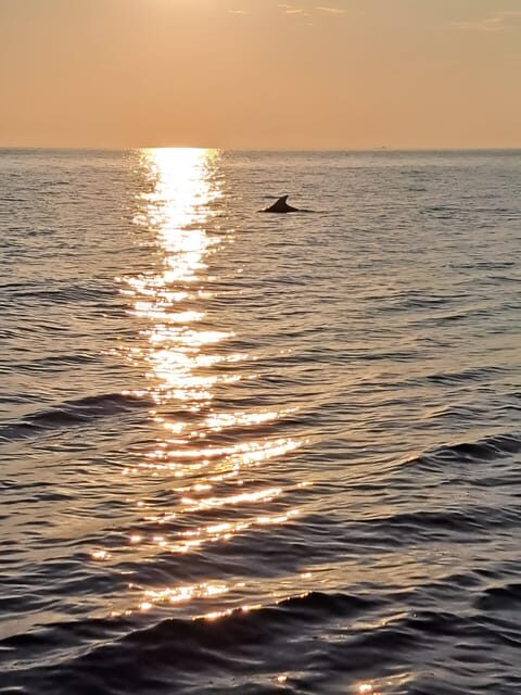 Umag: Dolphinwatching & sunset panorama tour - Key Points