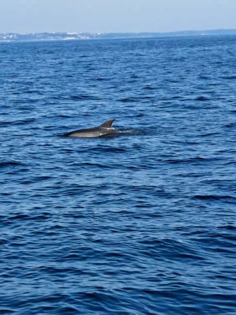 Umag; private boat rental with captain - Key Points