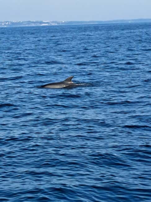 Umag; private speedboat rental with captain - A Closer Look at the Tour Itinerary and Highlights