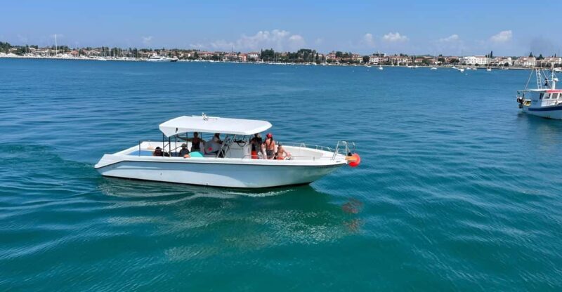 Umag: Snorkeling & dolphinwatching morning boat tour - Key Points