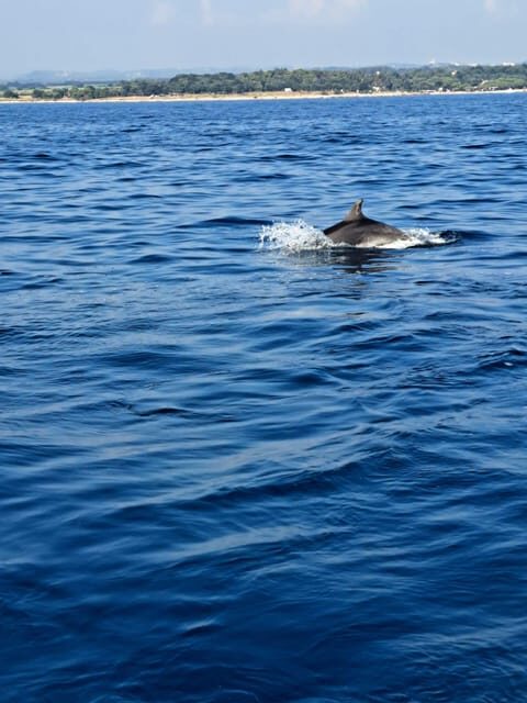 Umag: Snorkeling & dolphinwatching morning boat tour - Practical Tips for Travelers
