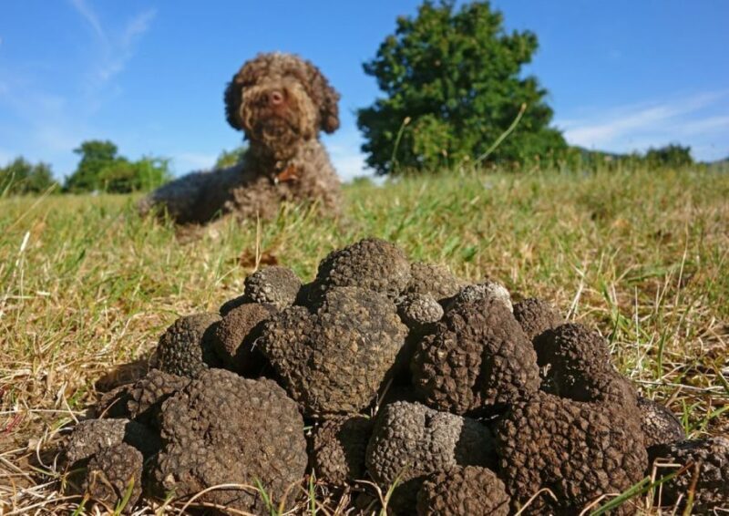 Umbria: Truffle hunting in the woods with lunch - Introduction