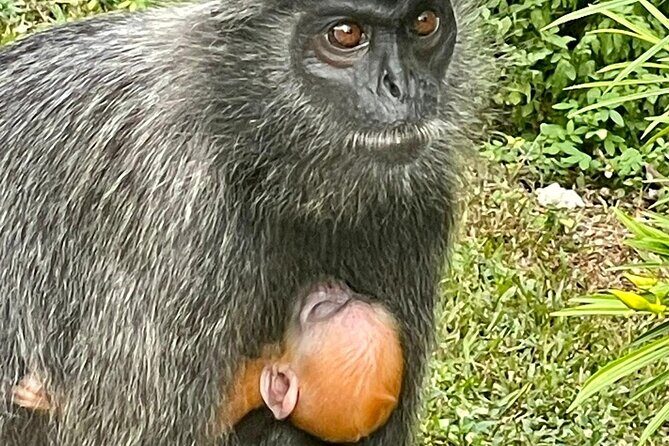 Unbelievable Firefly Kuala Selangor Day Tour - FAQ