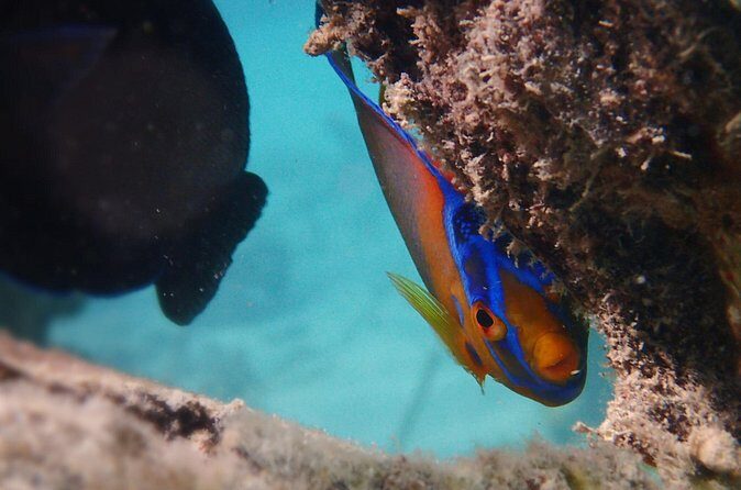 Under the Sea snorkeling(Stingray/Kayak/ Power Snorkel available) - Deep Dive into the Itinerary