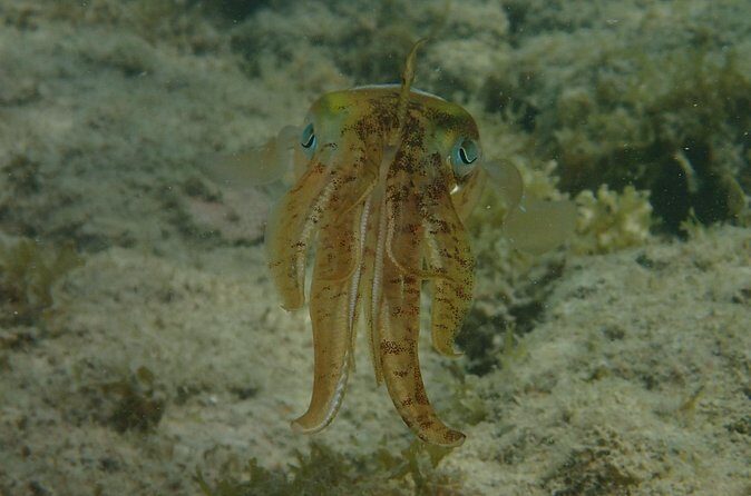 Under the Sea snorkeling(Stingray/Kayak/ Power Snorkel available) - FAQs