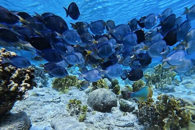 Underwater Guided Snorkeling Adventure in Bonaire - Who Will Love This Tour?