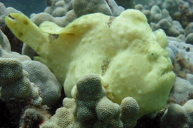 Underwater Scooter Dive (Certified Divers Only) Makena Wailea - The Practicalities: Booking, Timing, and What You Need