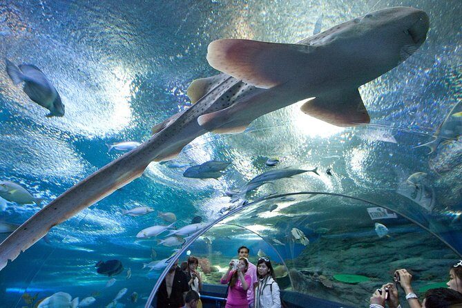 Underwater World at Pattaya Admission Ticket with Return Transfer - An In-Depth Look at the Tour