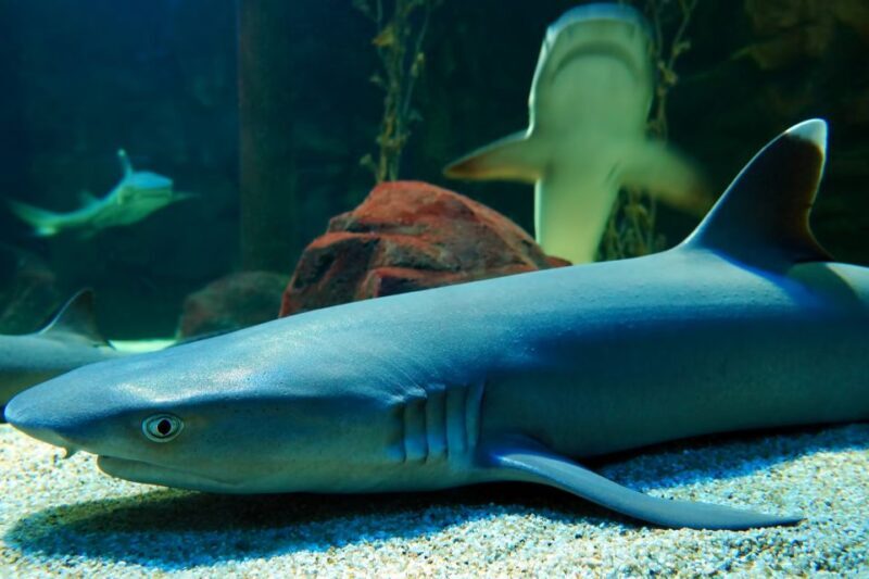 Underwater World Langkawi Admission Ticket - Analyzing the Value