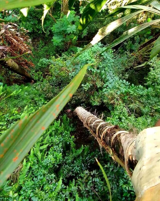 UNESCO Kitul Production Program Tour in a Kandy Village - Key Points