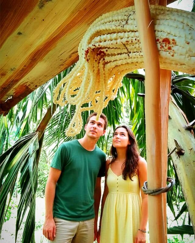 UNESCO Kitul Production Program Tour in a Kandy Village - A Closer Look at Value & Practicalities