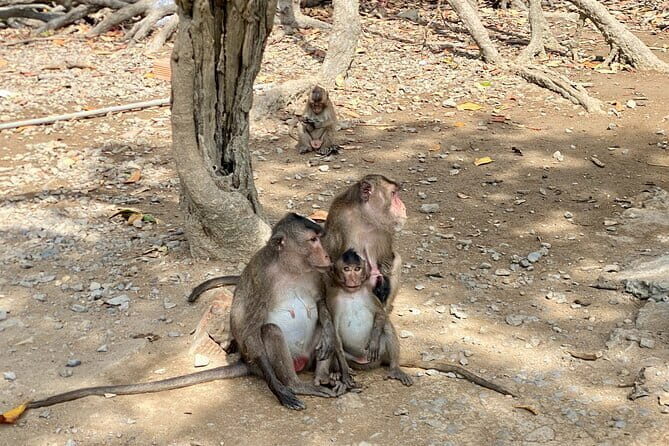 UNESCO Listed Can Gio Mangrove and Monkey Island trek - Why This Tour Provides Good Value