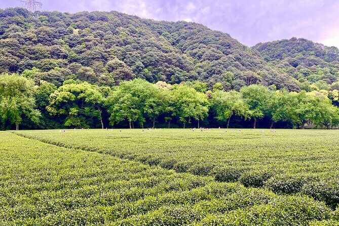 UNESCO Listed Tea Hand Frying and Tasting Workshop in Hangzhou - Final Thoughts