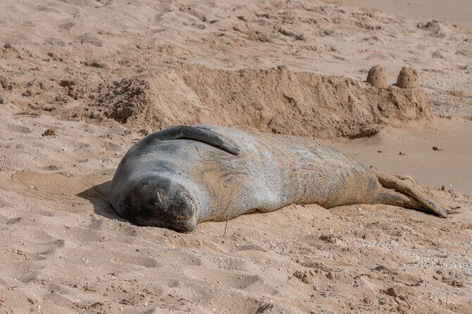 Unforgettable Day on Oahu | Small Group Circle Island Tour - Authentic Experiences and Practical Details