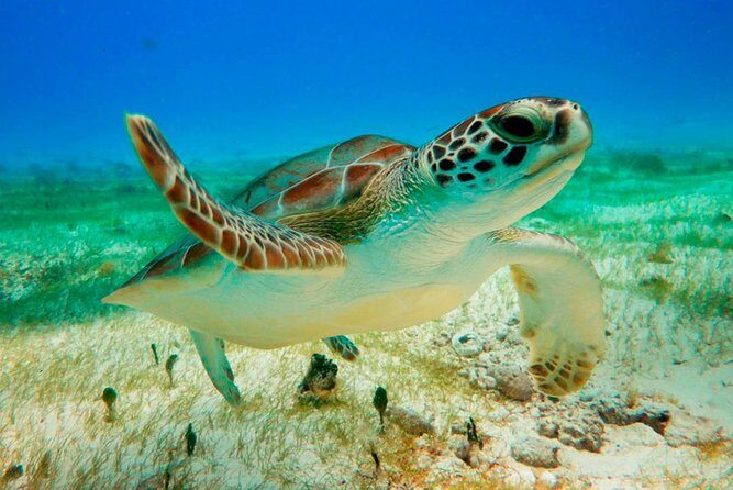 Unforgettable Snorkel Adventure in Cancun whit Transpotations - The Sum Up