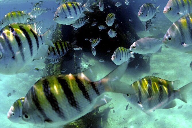 Unforgettable Snorkel Adventure in Cancun whit Transpotations - FAQ